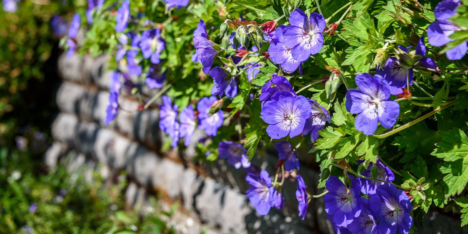 How to grow hardy geraniums and the best varieties - Which?