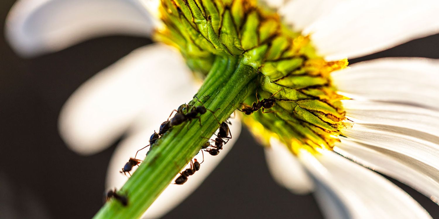 How to get rid of ants in your garden and home - Which?