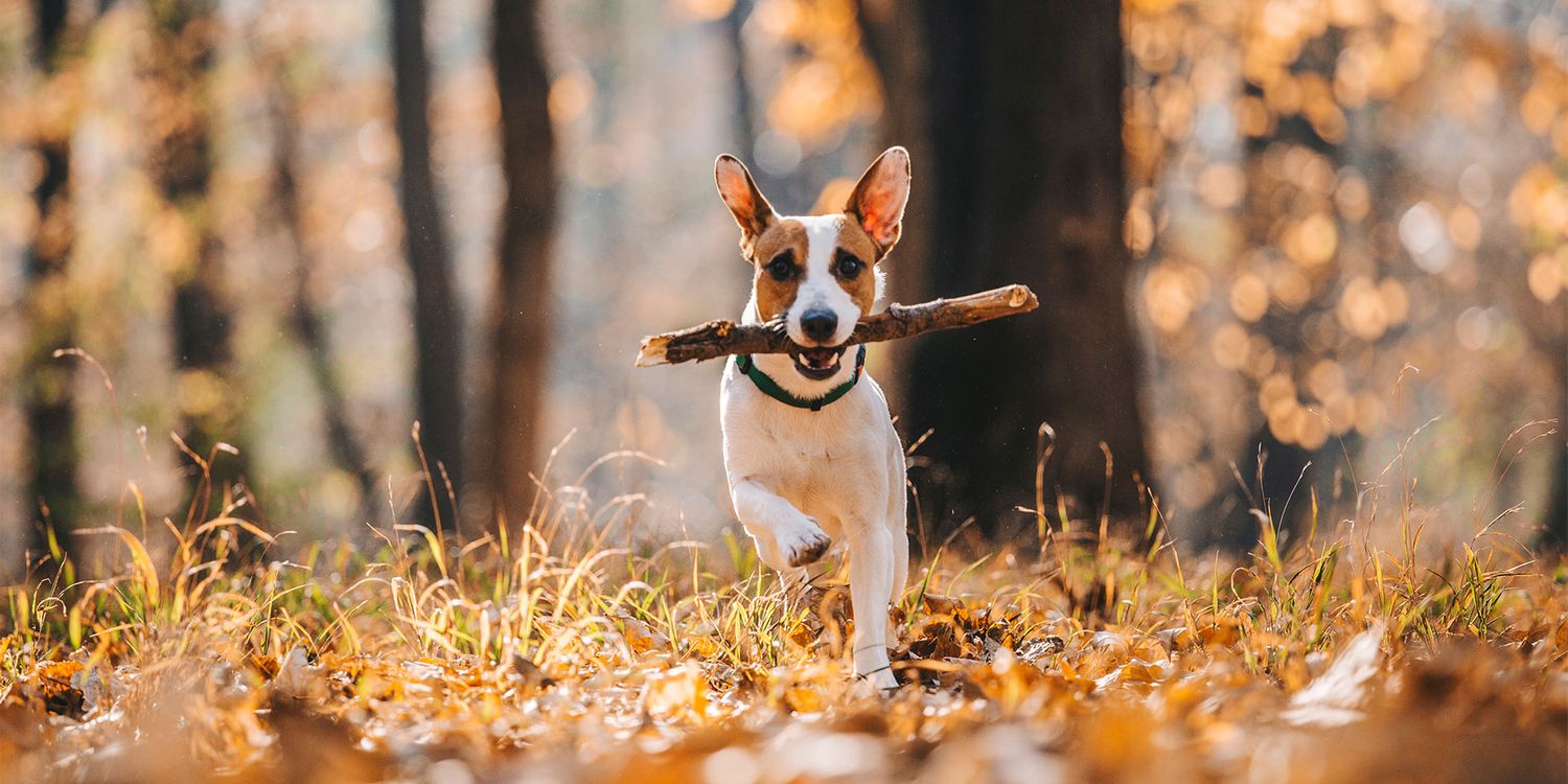 6 Autumn dangers dogs need humans to know about - Which? News