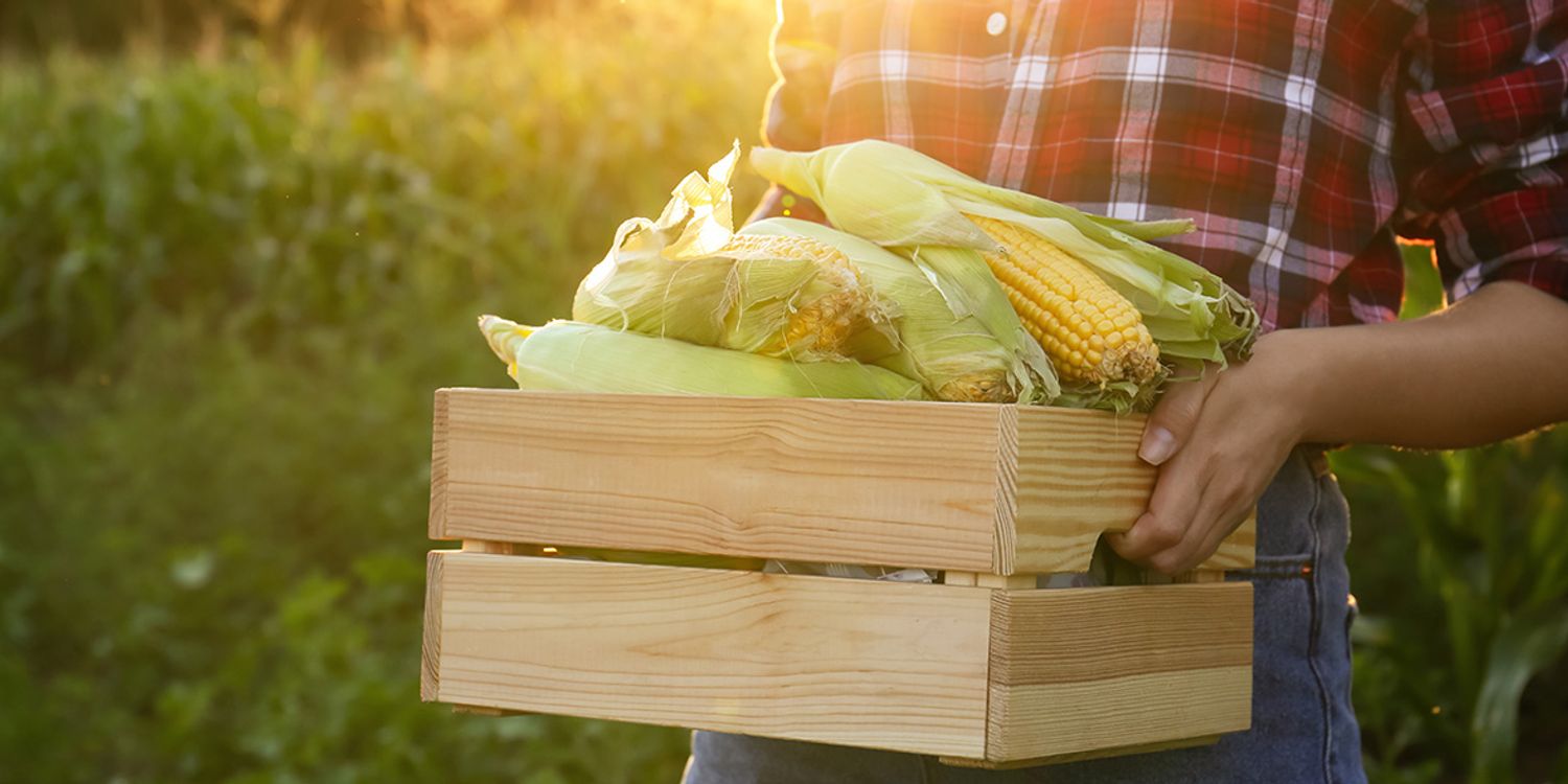 How to grow sweetcorn and the best varieties - Which?