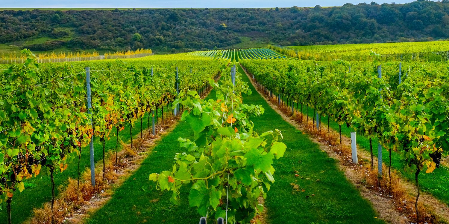 Which English wine should you choose for summer? - Which?