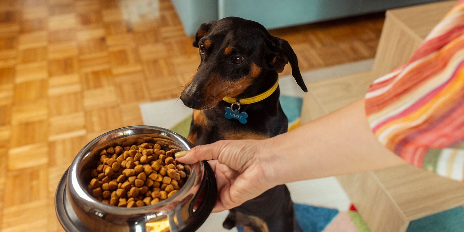 Best dog food brands 2026 - Which?