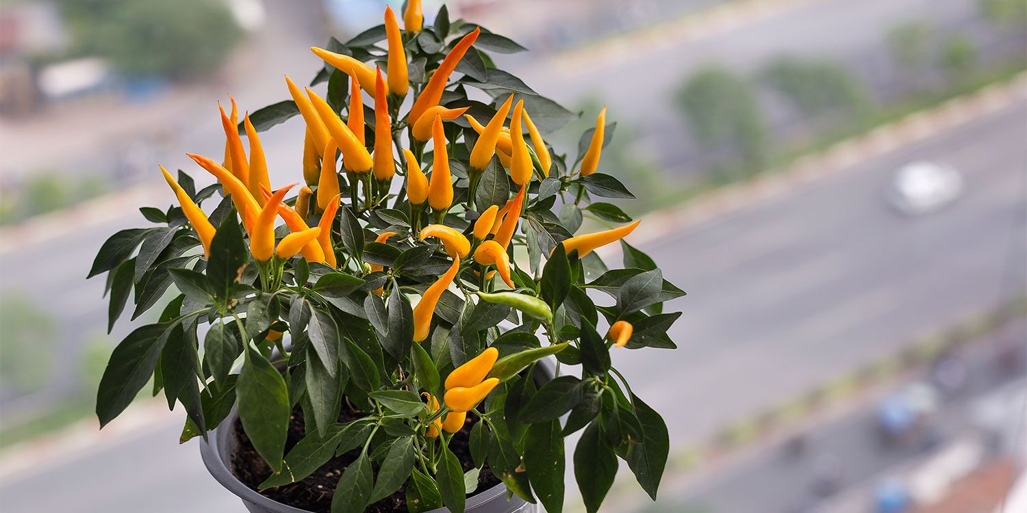 How to grow chillies and the best varieties - Which?