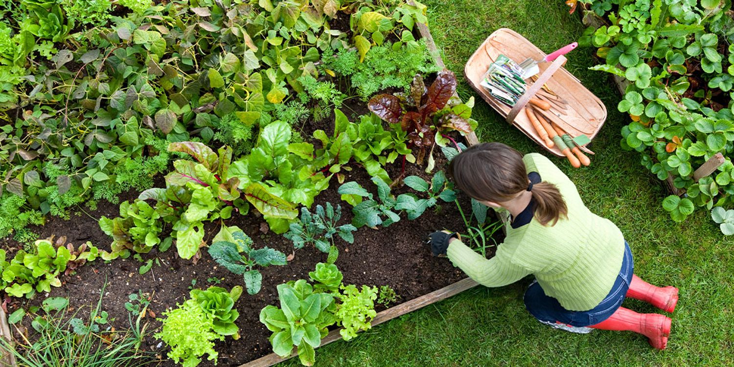 Top 5 easiest vegetables to grow for beginners - Which?