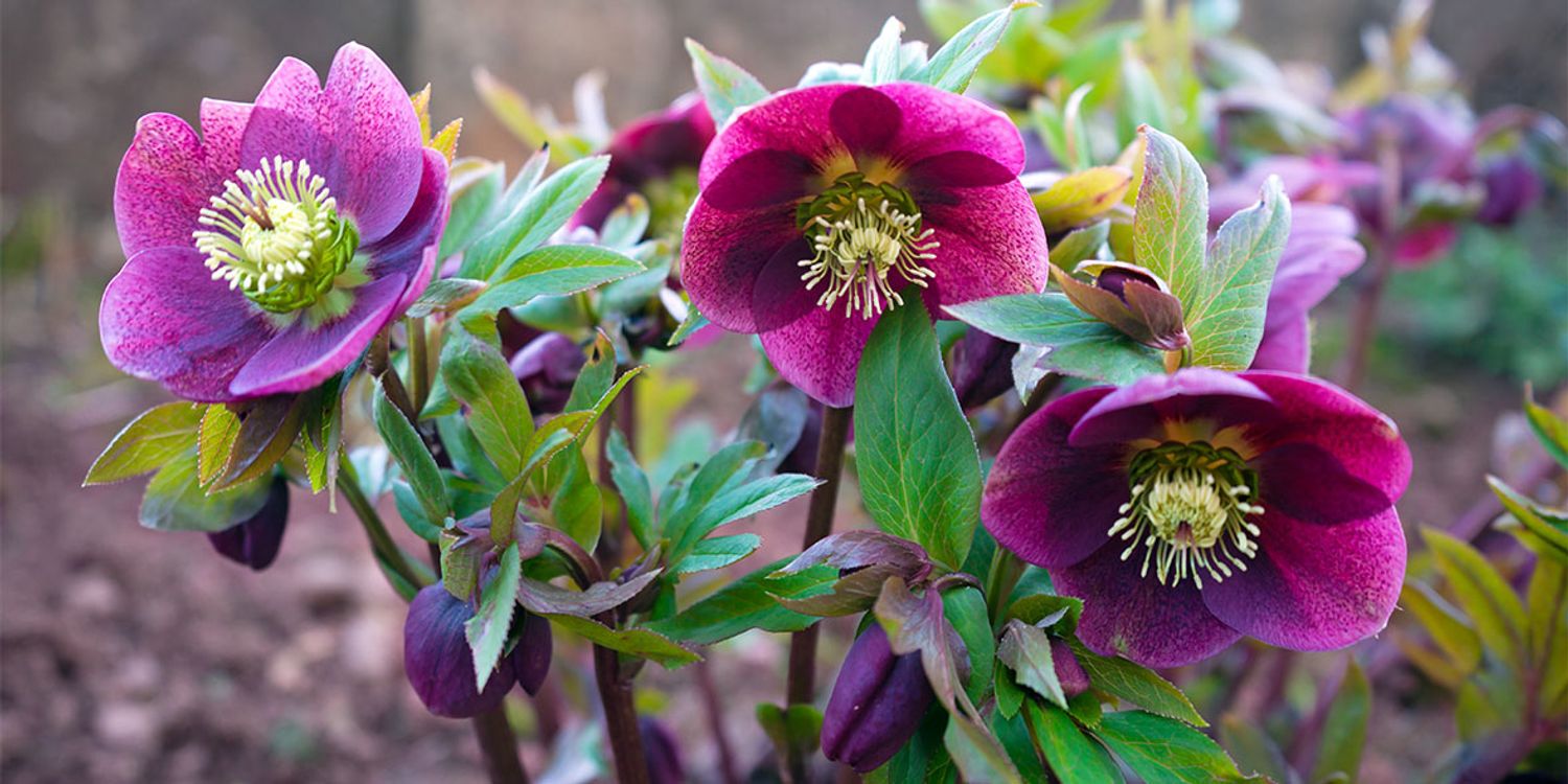 How to grow hellebores and the best varieties - Which?