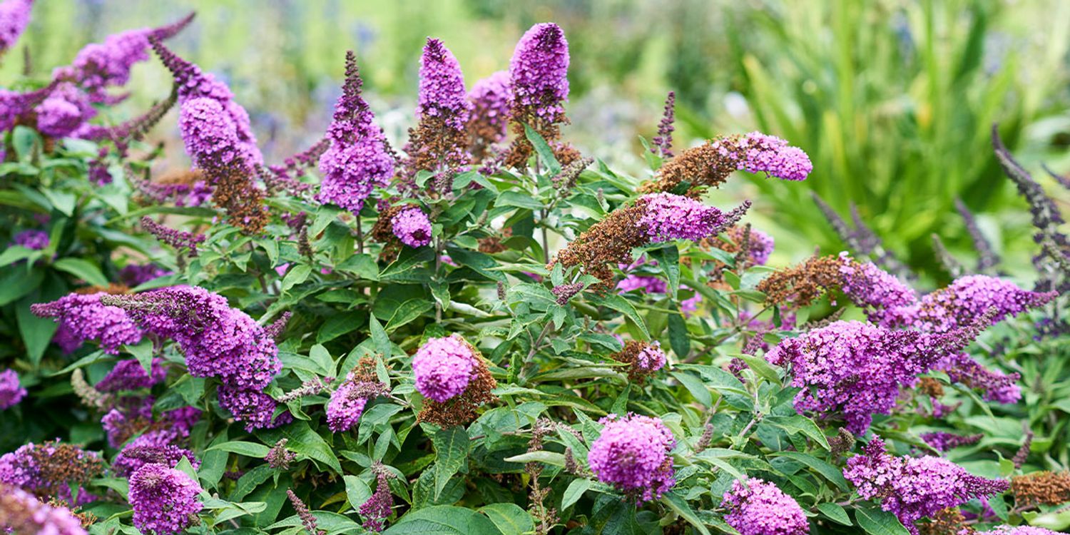 How to grow buddleia and the best varieties - Which?
