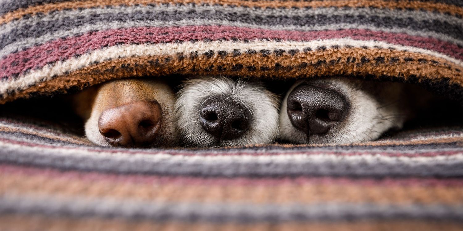 How to find cheap pet insurance - Which?