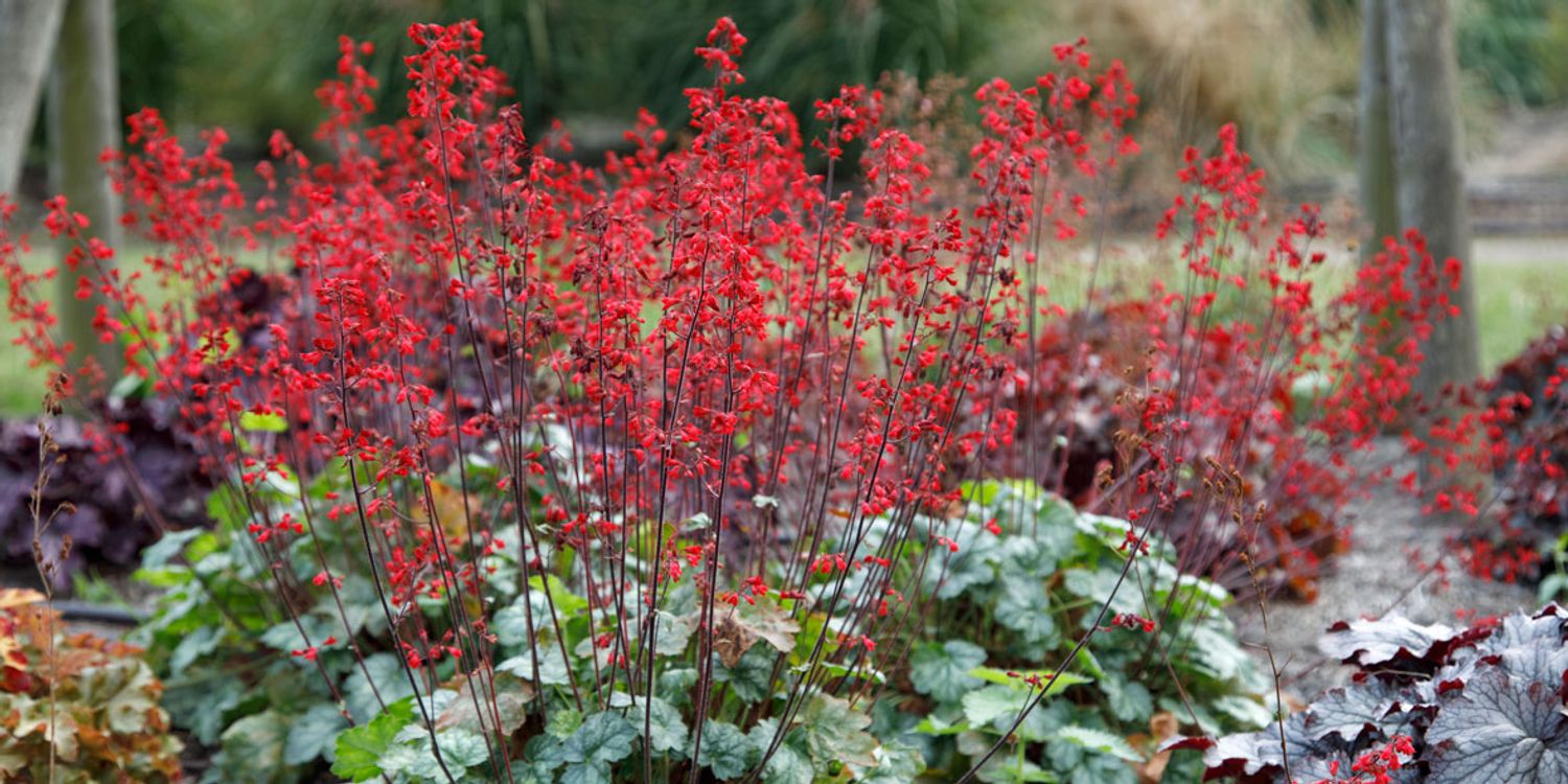How to grow heuchera and the best varieties - Which?