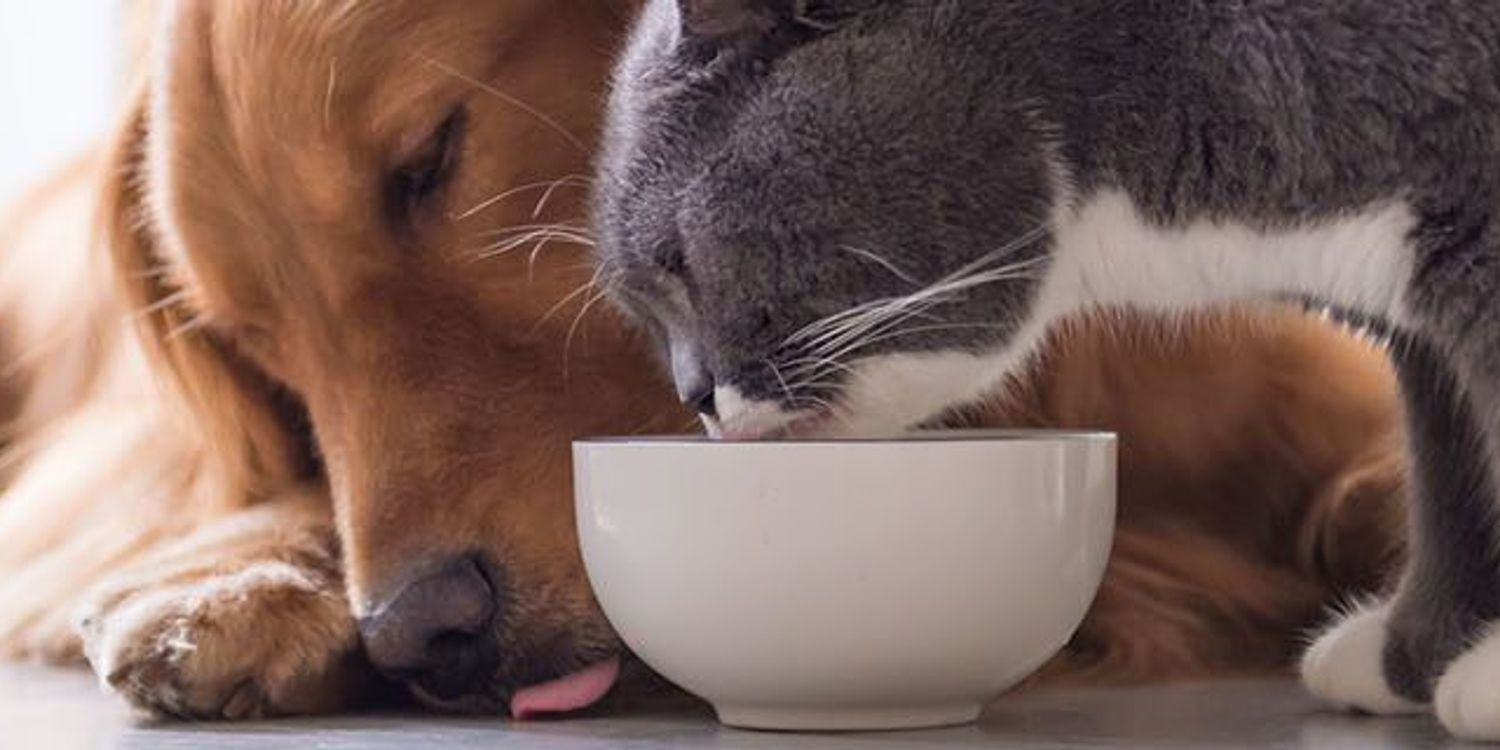 How to find cheap pet insurance - Which?