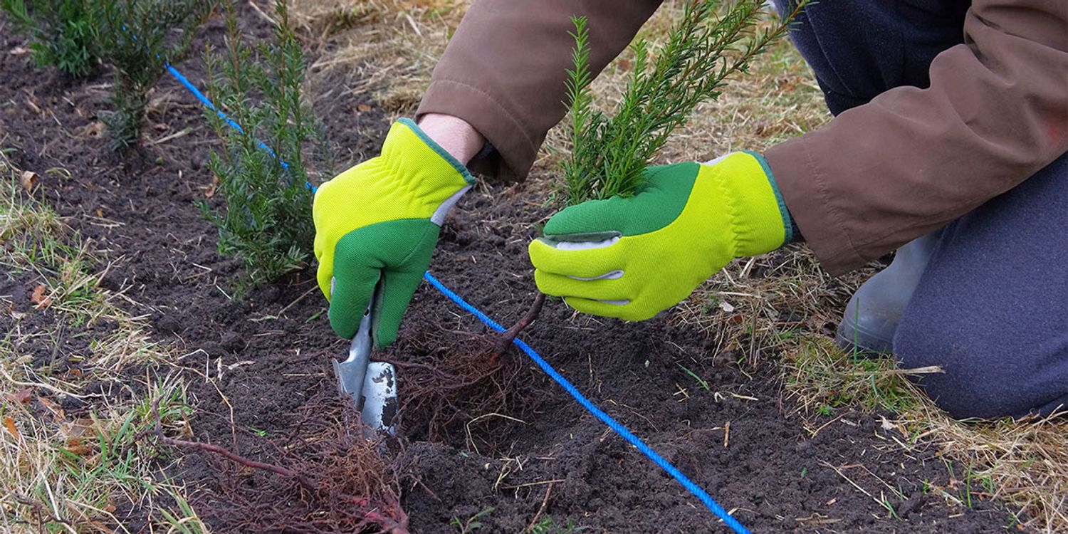 How to plant a hedge and which online retailers to buy your hedging ...