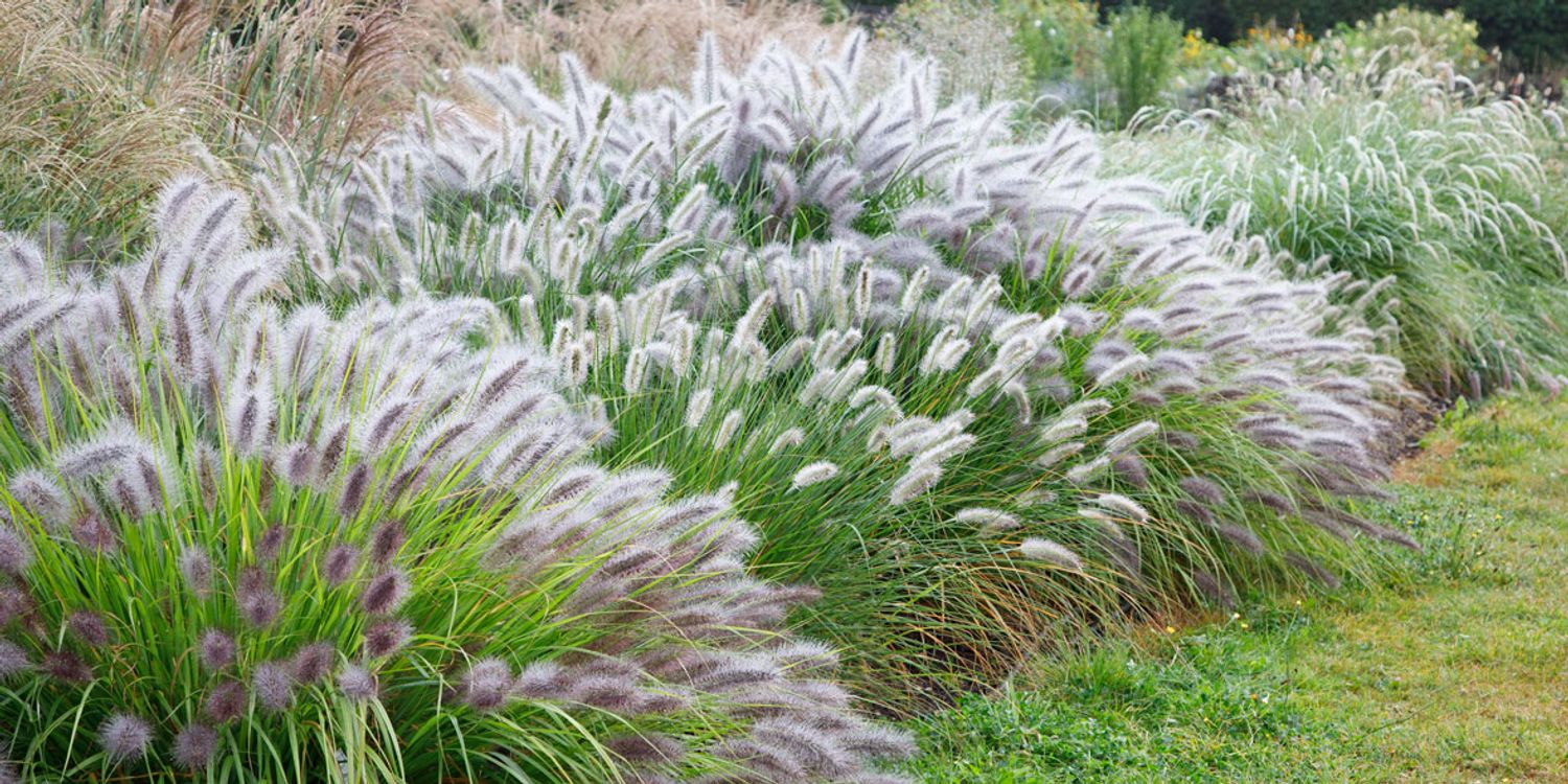 The best ornamental grasses and how to grow them - Which?