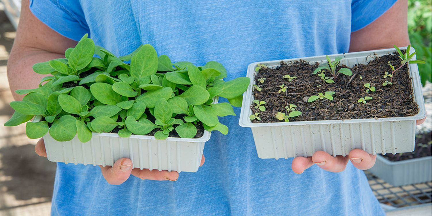 The best peat-free composts to get your seeds and young plants growing ...