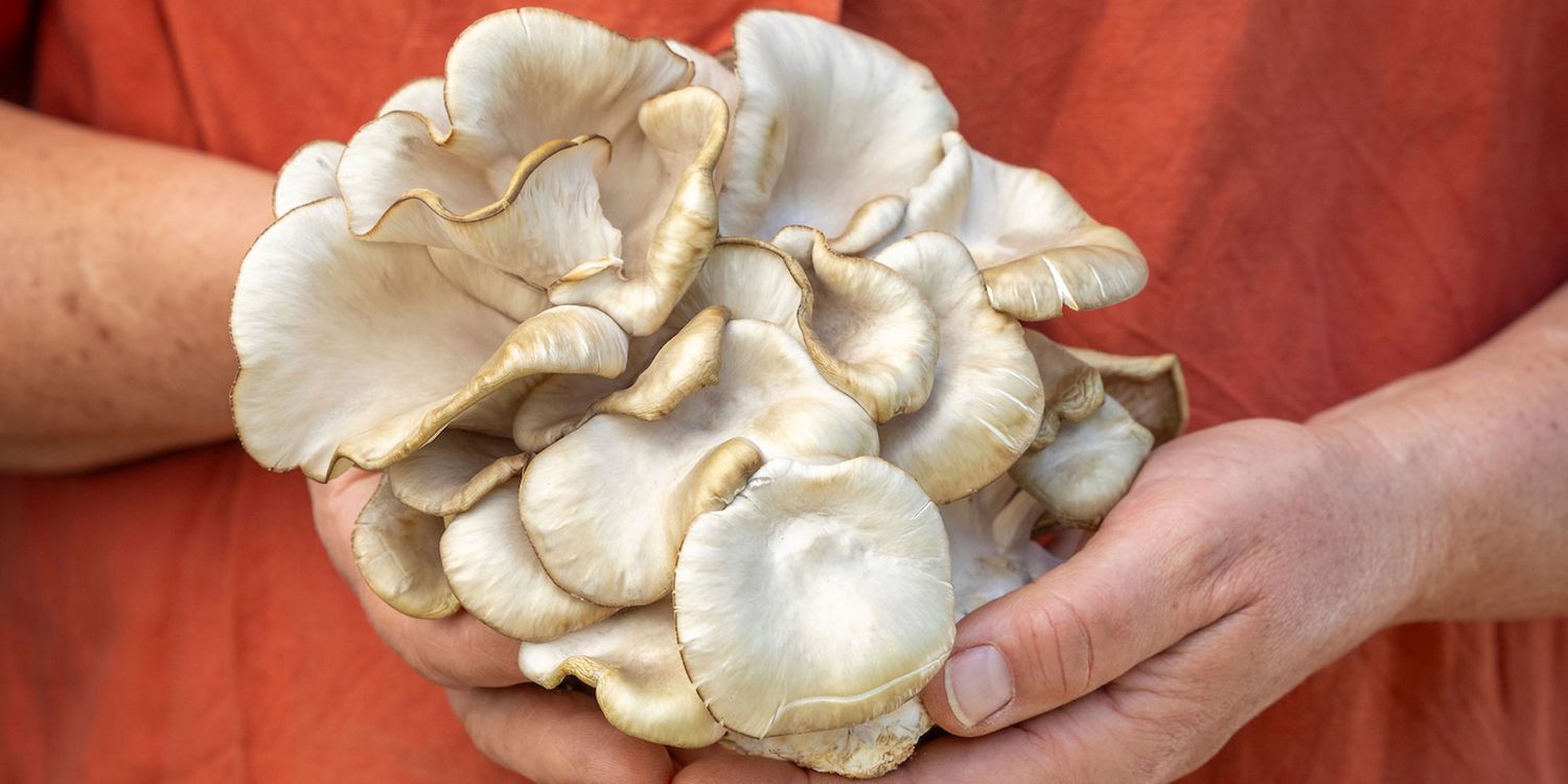 The best mushroom growing kits - Which?