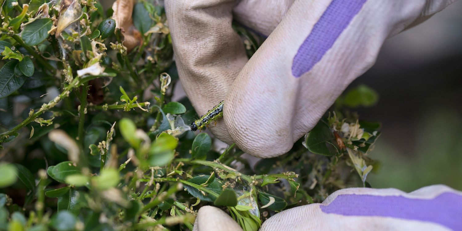 How to get rid of box caterpillar - Which?