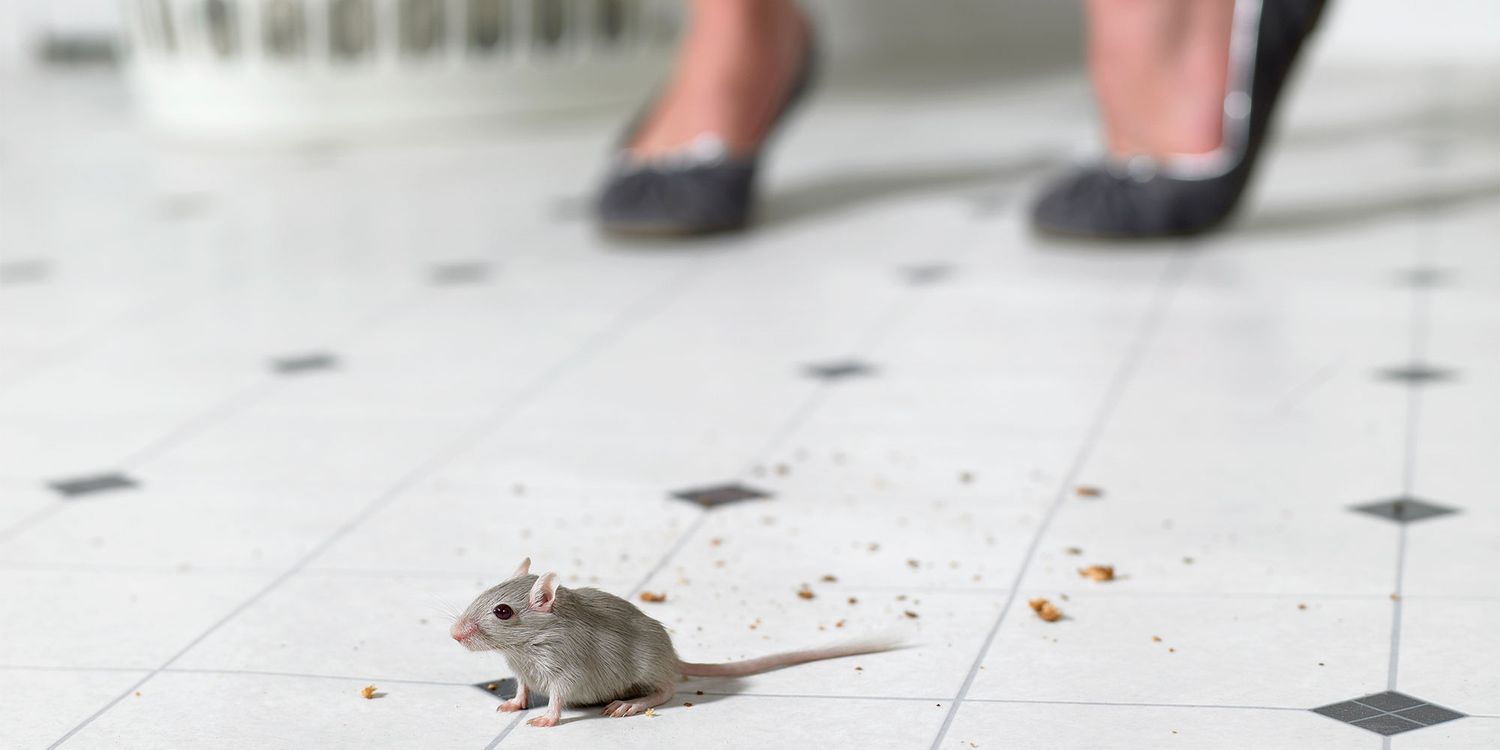 What to do if you find a mouse in your house - Which?