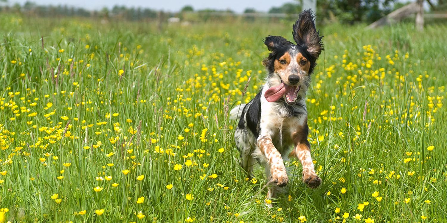 5 spring hazards pet owners need to know about - Which?