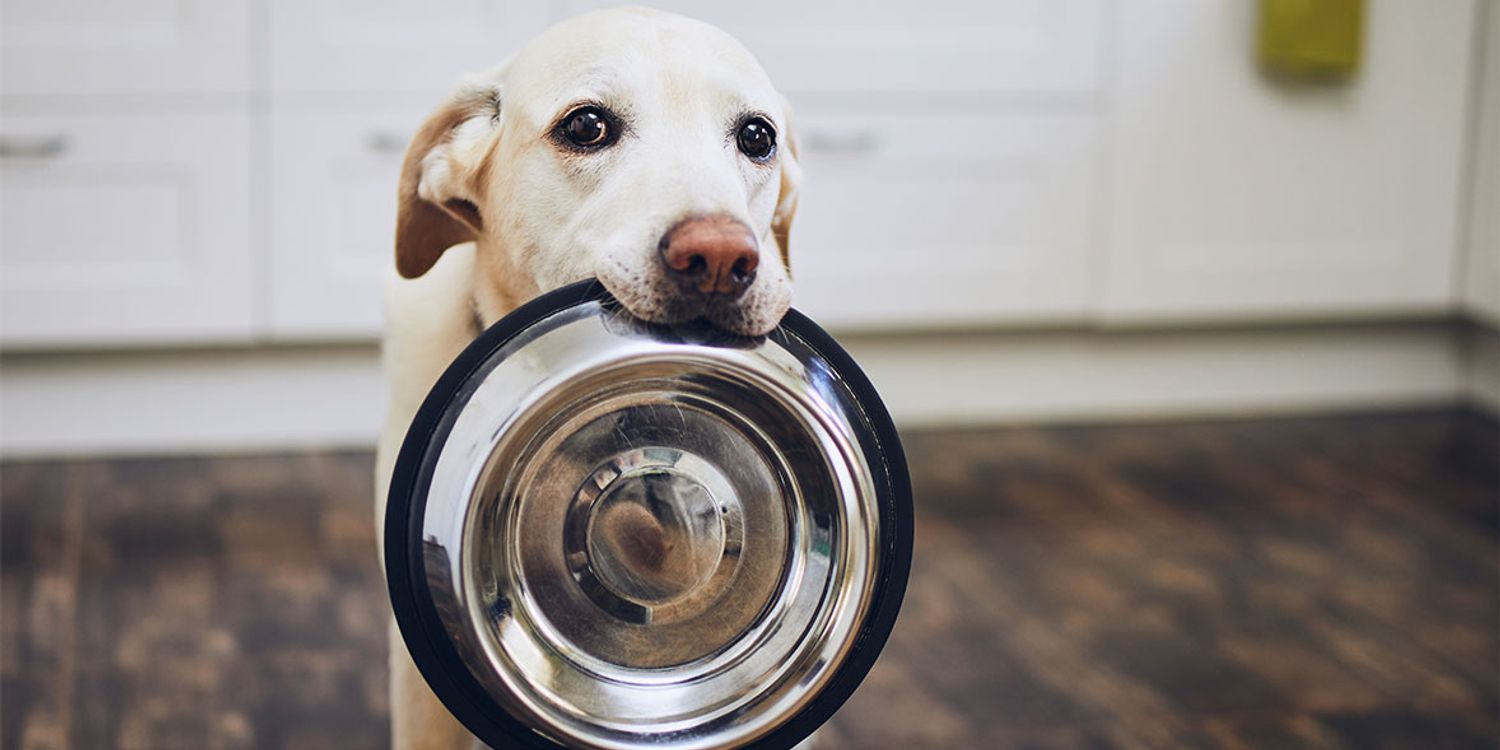 Best cheap dog food - Which?