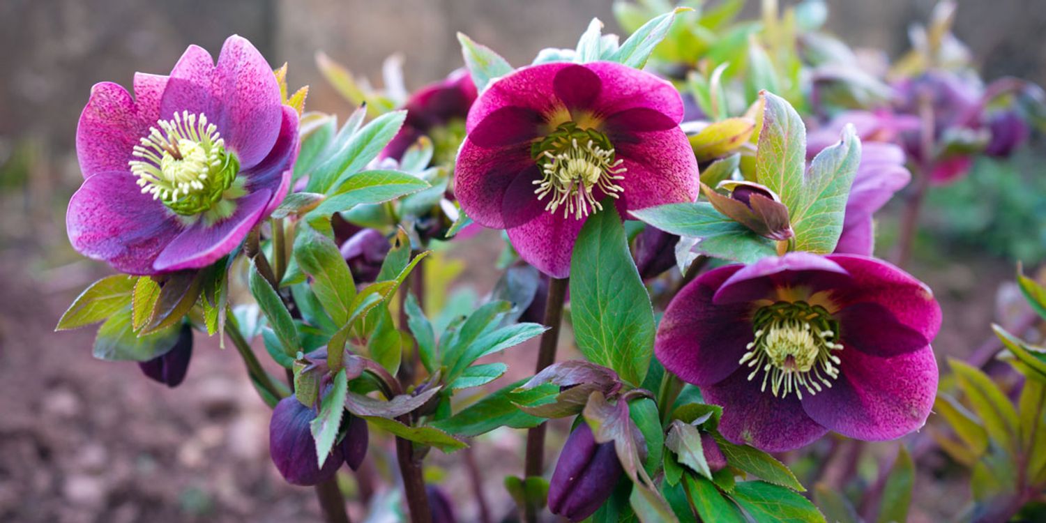 How to grow hellebores and the best varieties - Which?