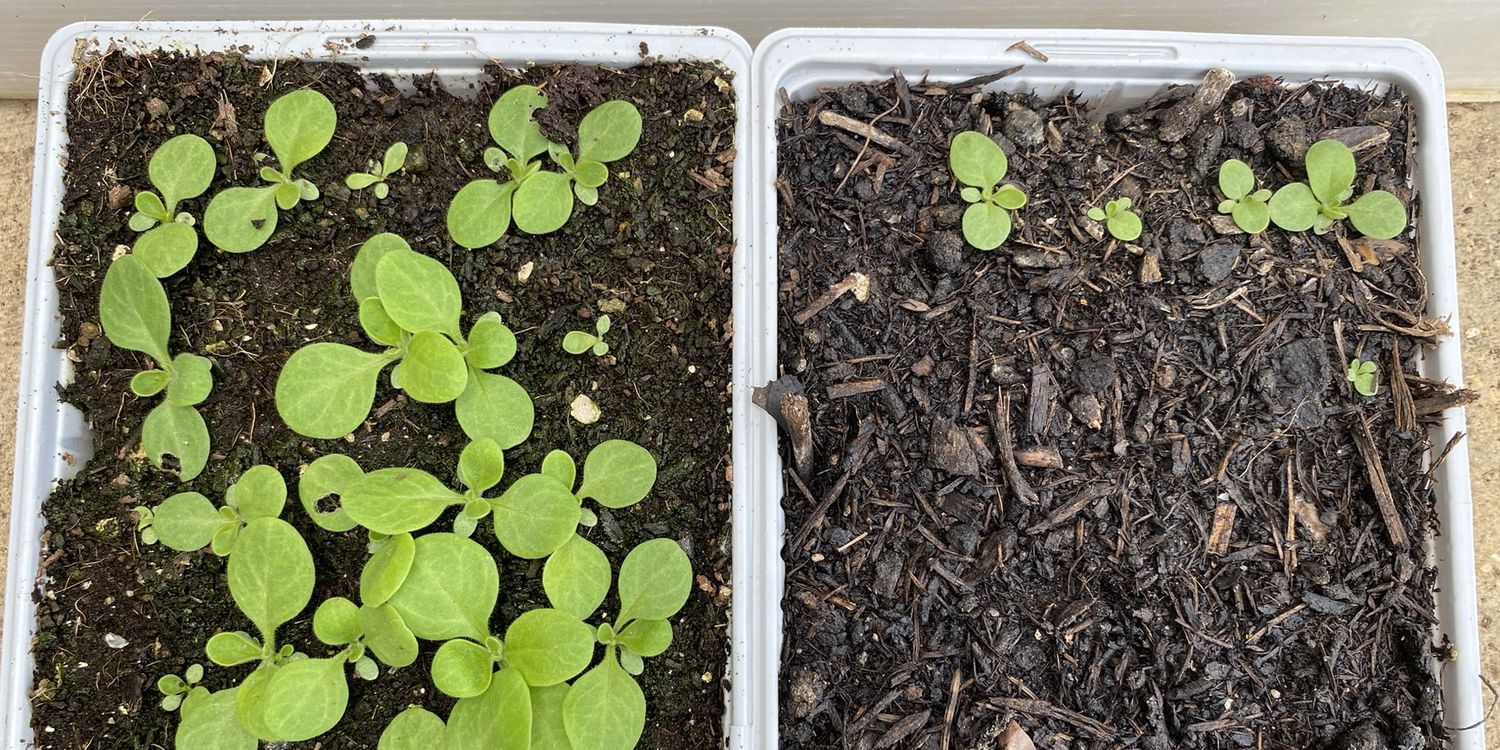 We’ve found the best compost for growing seeds – and our expert tests ...