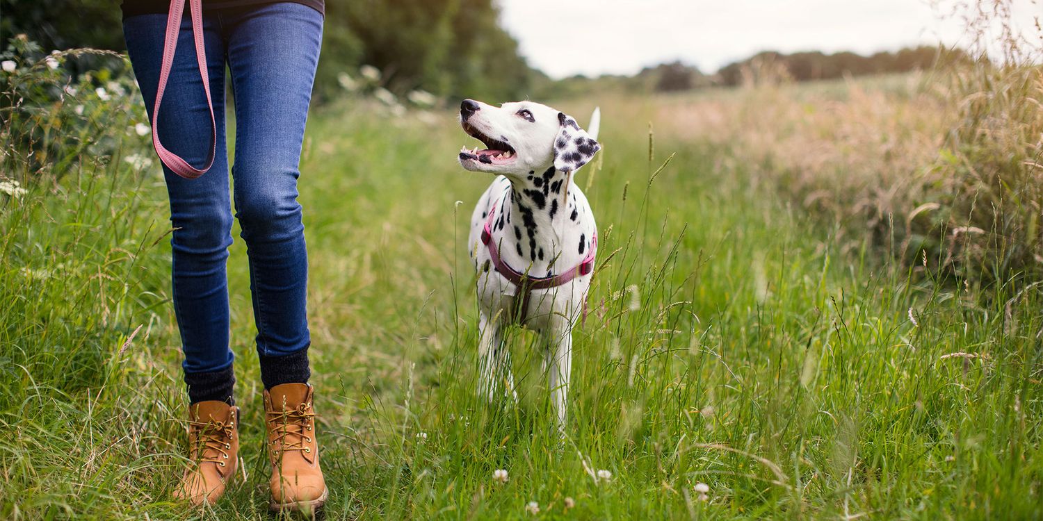 Best dog insurance 2026 - Which?