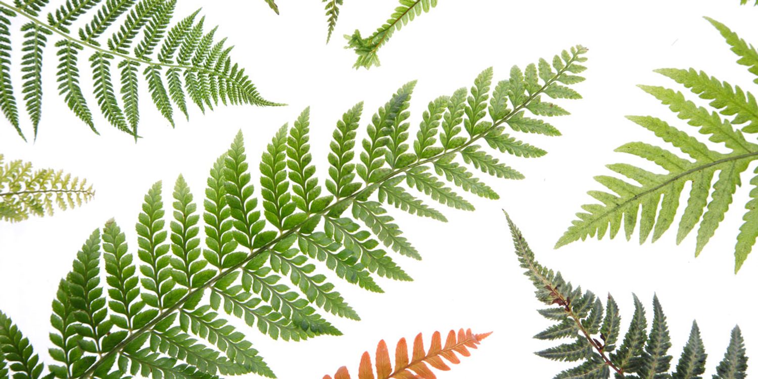 How to grow ferns and the best varieties - Which?