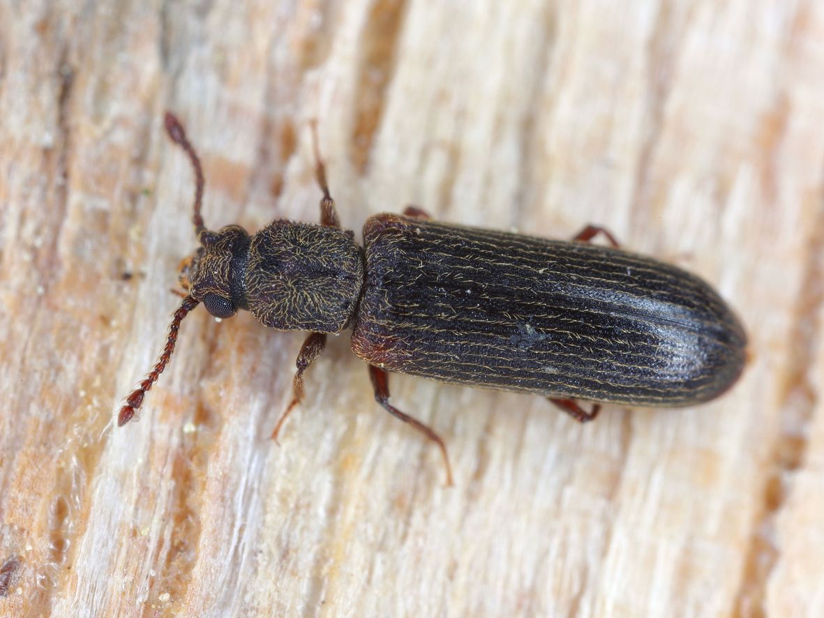 How To Treat Woodworm And Common Furniture Beetles Which How To Treat Woodworm And Common Furniture Beetles Which
