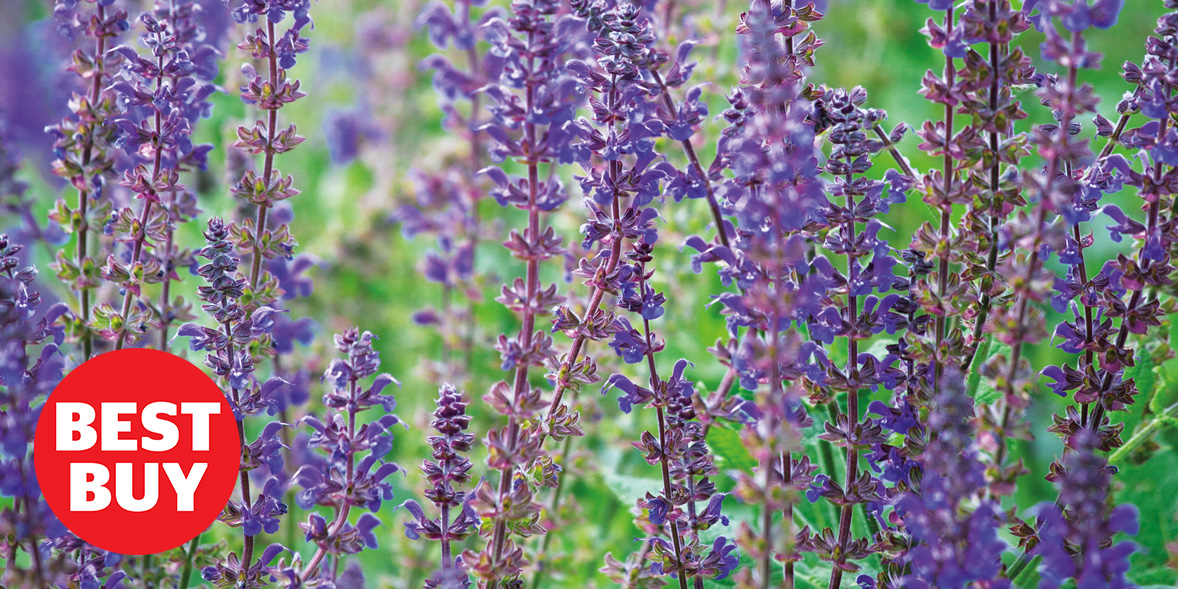 How To Grow Salvias In Zone 9 at Bailey Walters blog