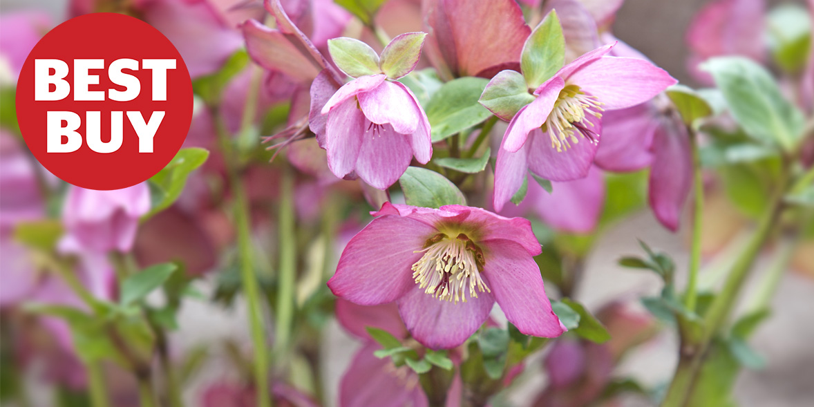 How to grow hellebores and the best varieties - Which?