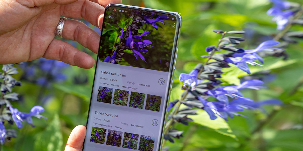 Plant Identification Apps Which 