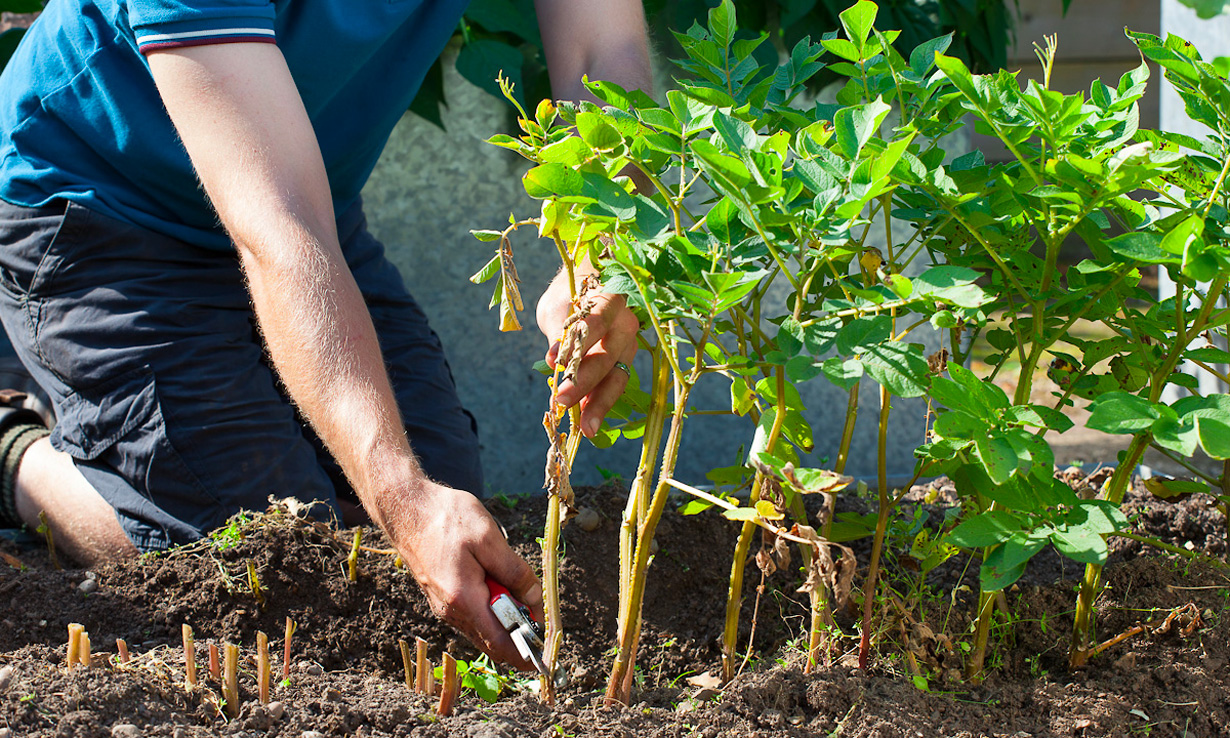How To Grow Potatoes | Best Potato Varieties - Which?